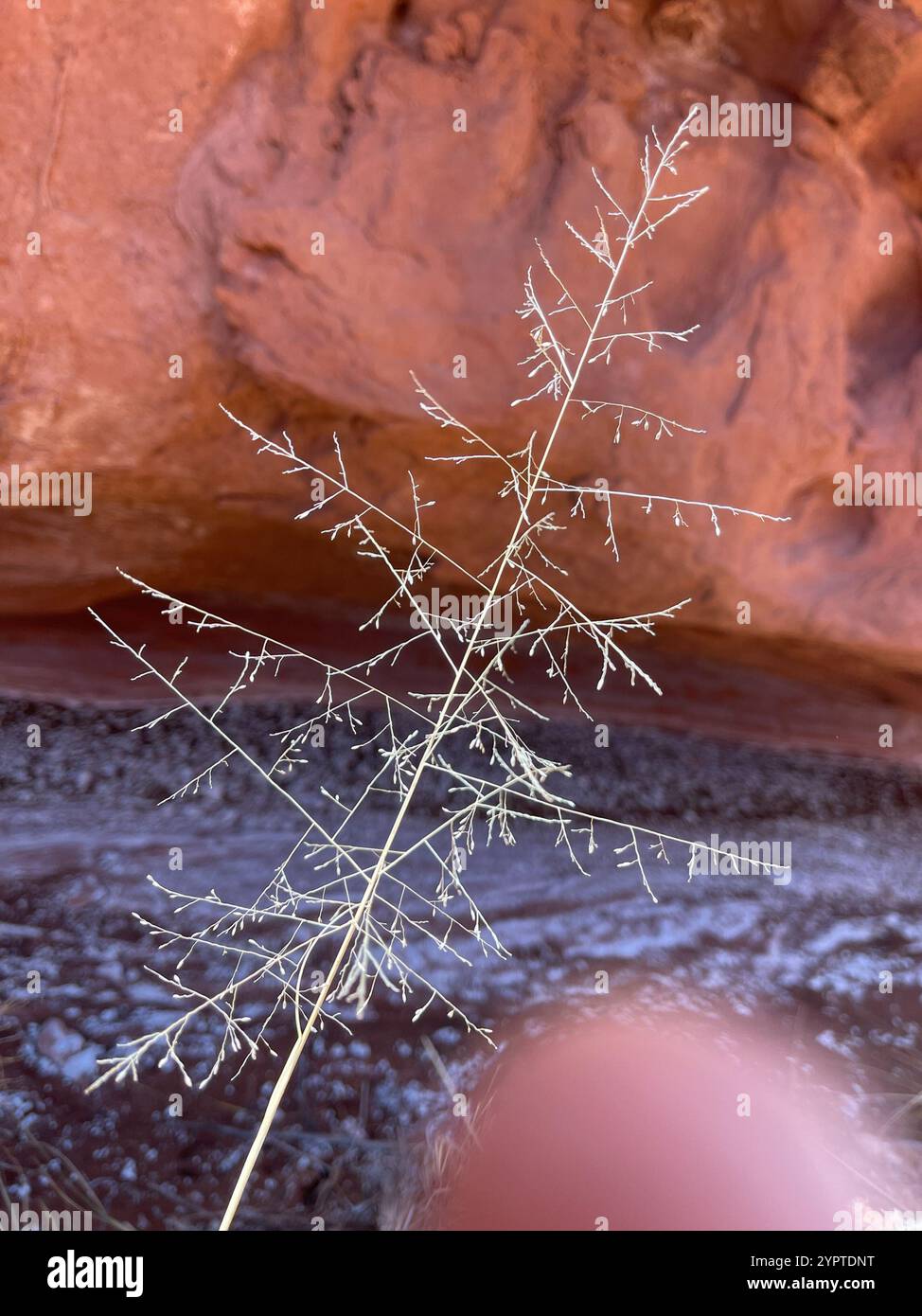 Sand Dropseed (Sporobolus cryptandrus Stock Photo - Alamy