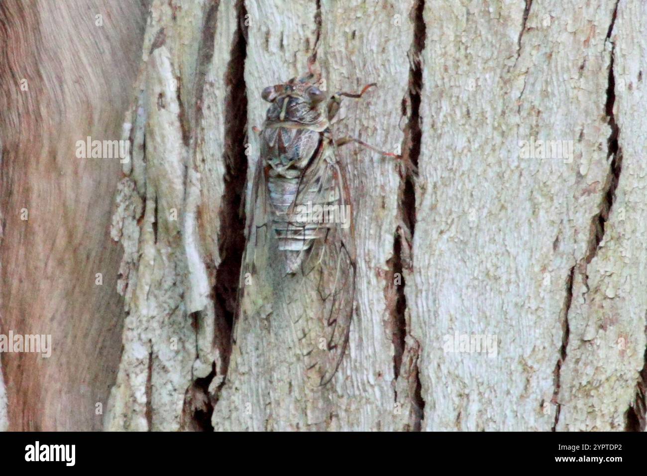 Razor Grinder (Henicopsaltria eydouxii Stock Photo - Alamy