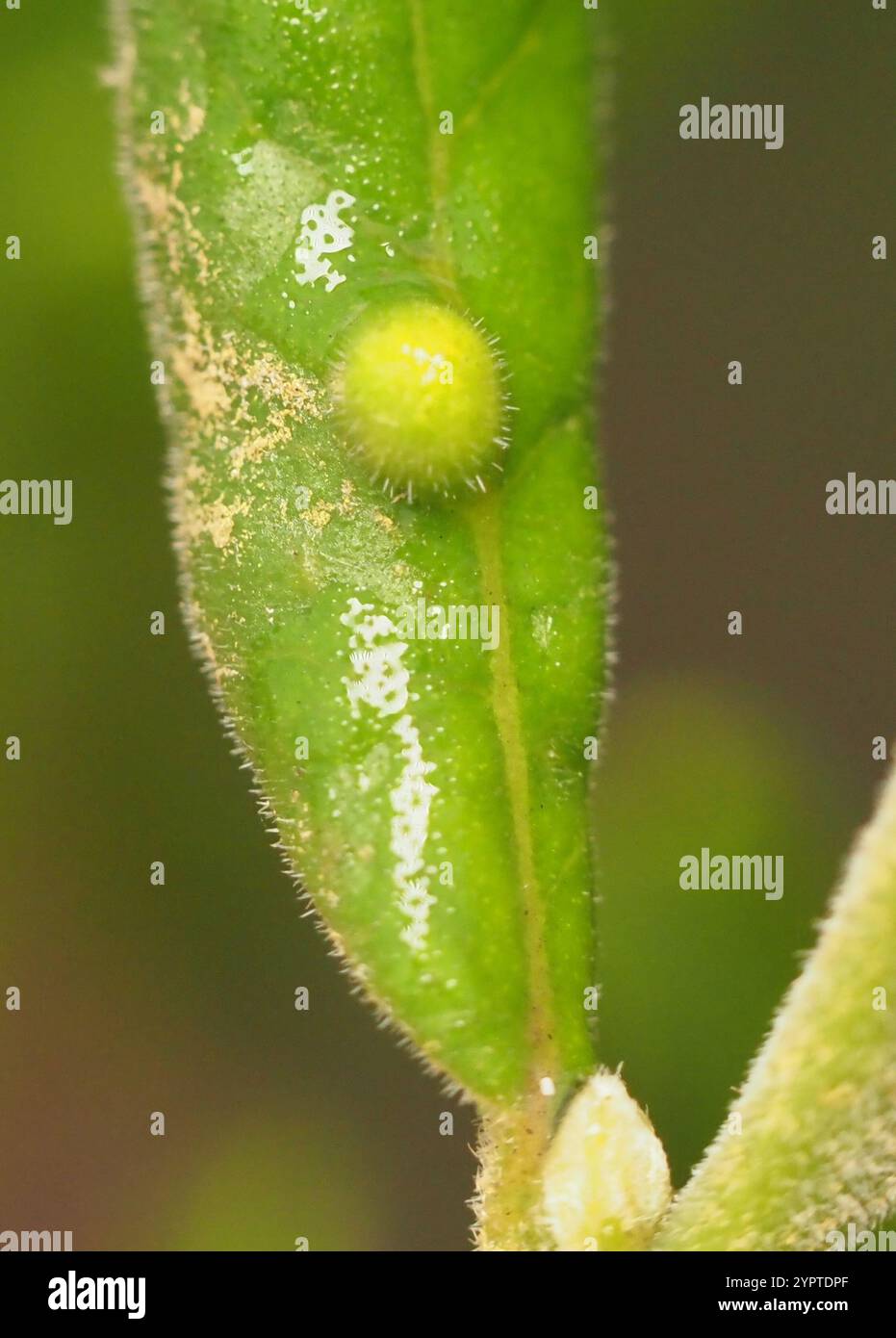 Gall and Rust Mites (Eriophyidae Stock Photo - Alamy