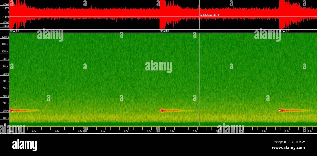 Northern Ghost Bat (Diclidurus albus Stock Photo - Alamy