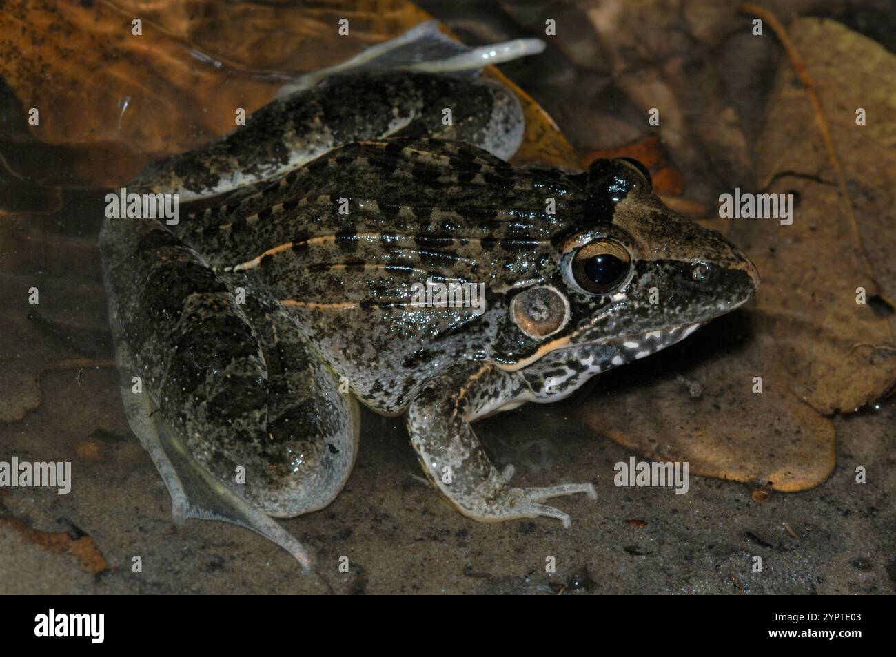 Sharp-nosed ridged frog (Ptychadena oxyrhynchus Stock Photo - Alamy