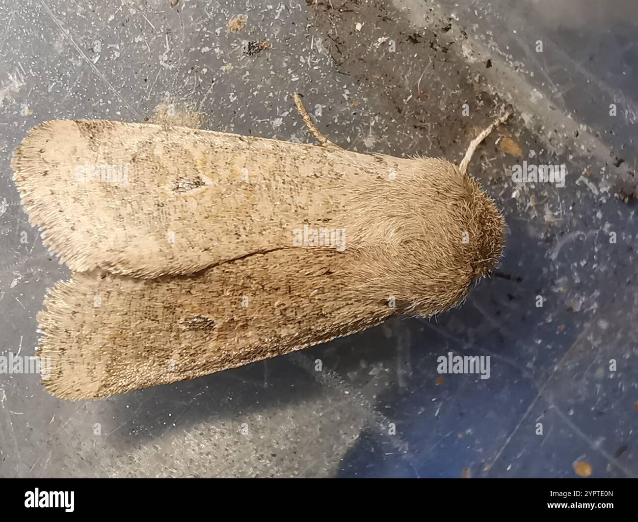 Small Quaker (Orthosia cruda Stock Photo - Alamy