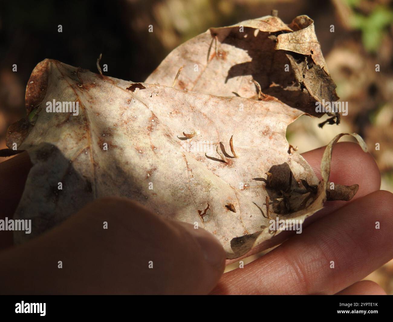 Maple Spindle Gall Mite (Vasates aceriscrumena Stock Photo - Alamy