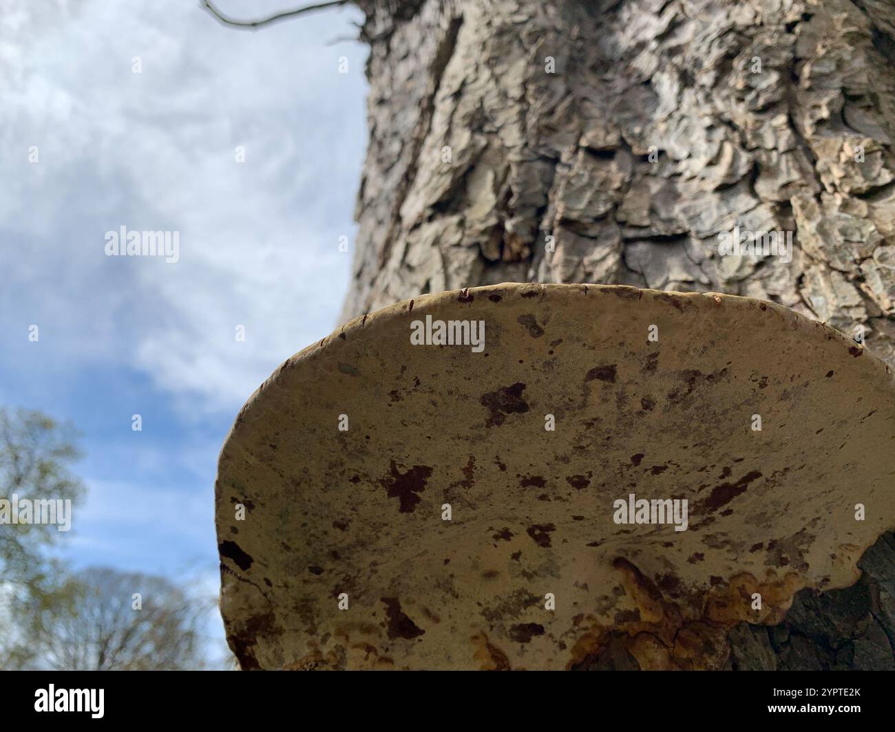 artist's bracket (Ganoderma applanatum Stock Photo - Alamy