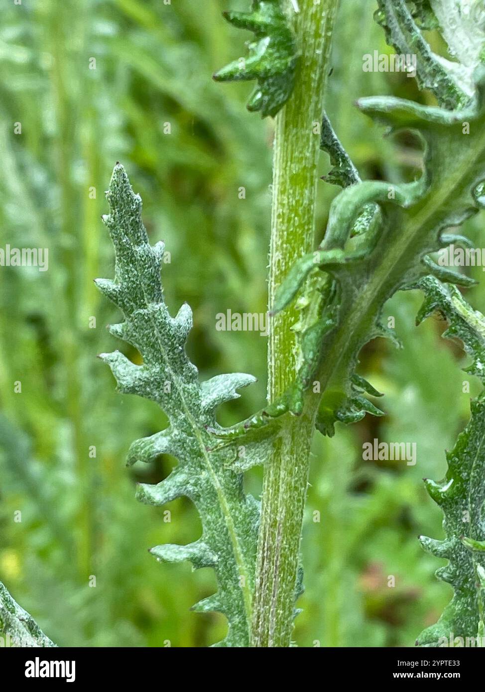 Cutleaf burnweed (Senecio glomeratus Stock Photo - Alamy
