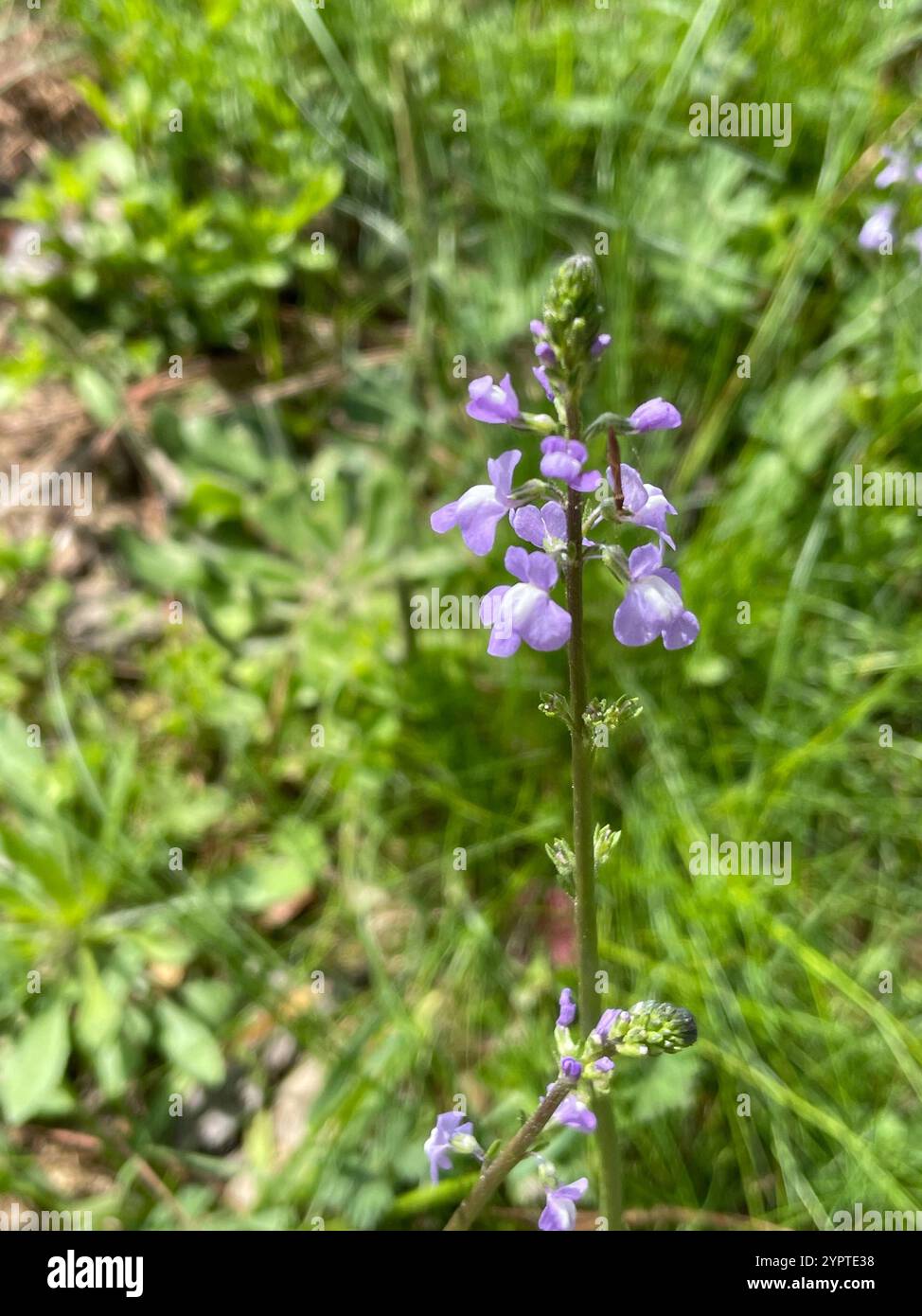 blue toadflax (Nuttallanthus canadensis Stock Photo - Alamy