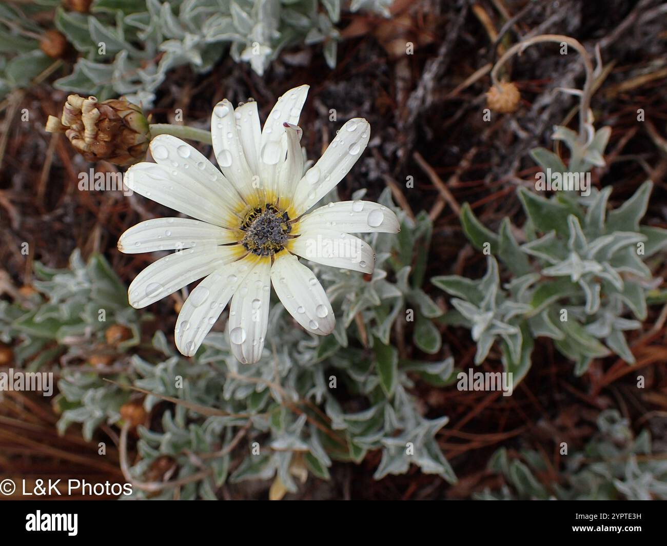 white arctotis (Arctotis stoechadifolia Stock Photo - Alamy