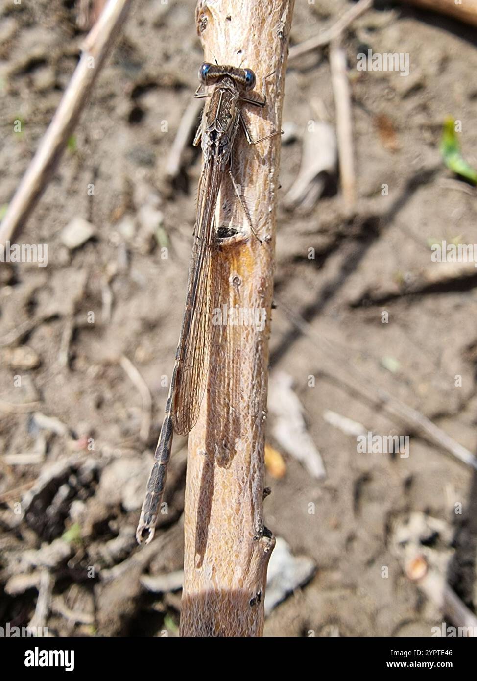 Siberian Winter Damsel (Sympecma paedisca Stock Photo - Alamy