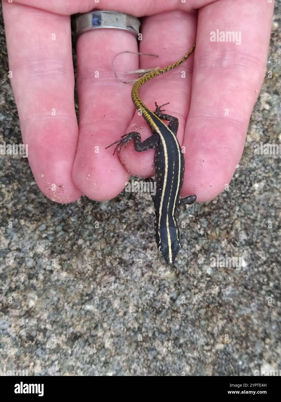 Flat Lizards (Platysaurus Stock Photo - Alamy