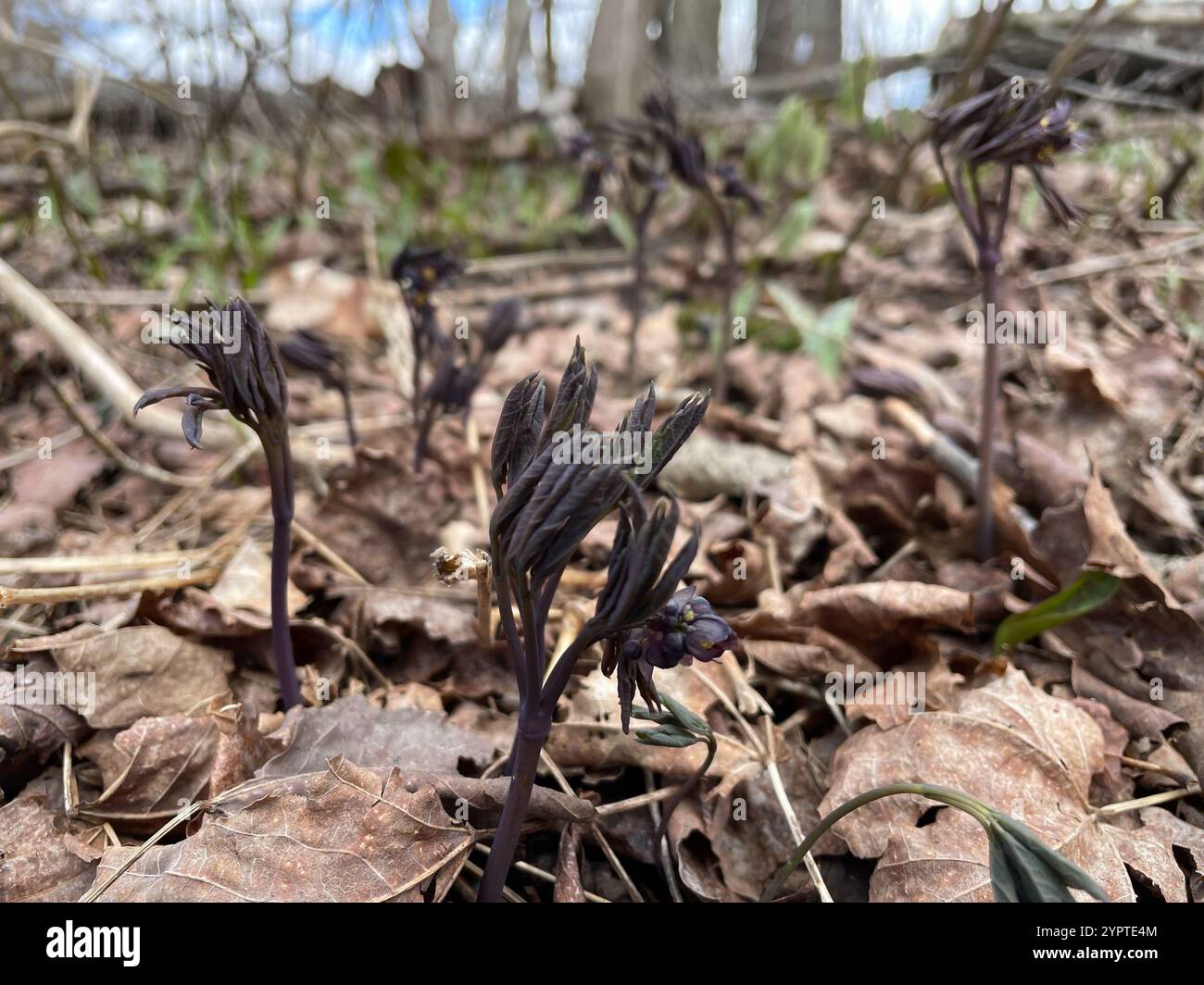 early blue cohosh (Caulophyllum giganteum Stock Photo - Alamy