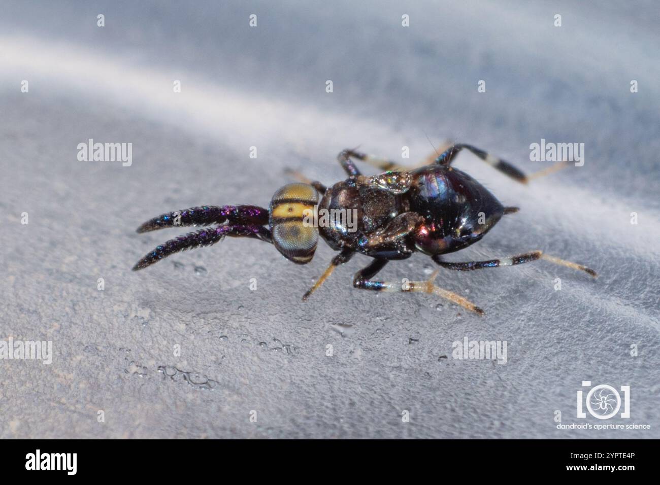 Chalcidoid Wasps (Chalcidoidea Stock Photo - Alamy