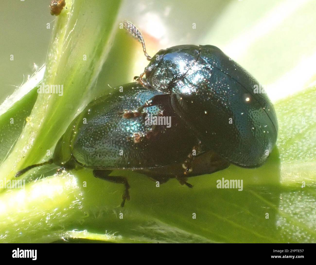 Willow Leaf Beetle (Plagiodera versicolora Stock Photo - Alamy