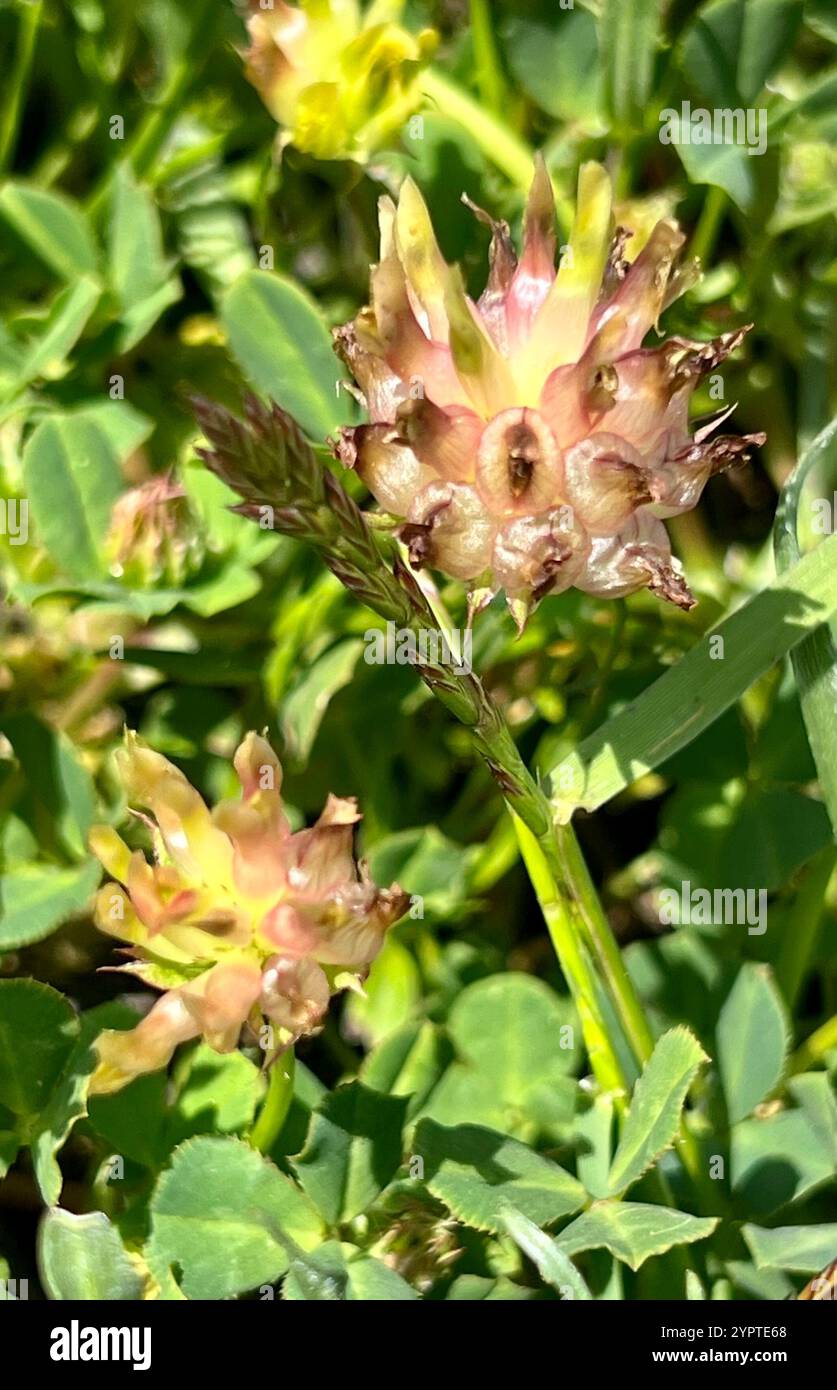 bull clover (Trifolium fucatum Stock Photo - Alamy
