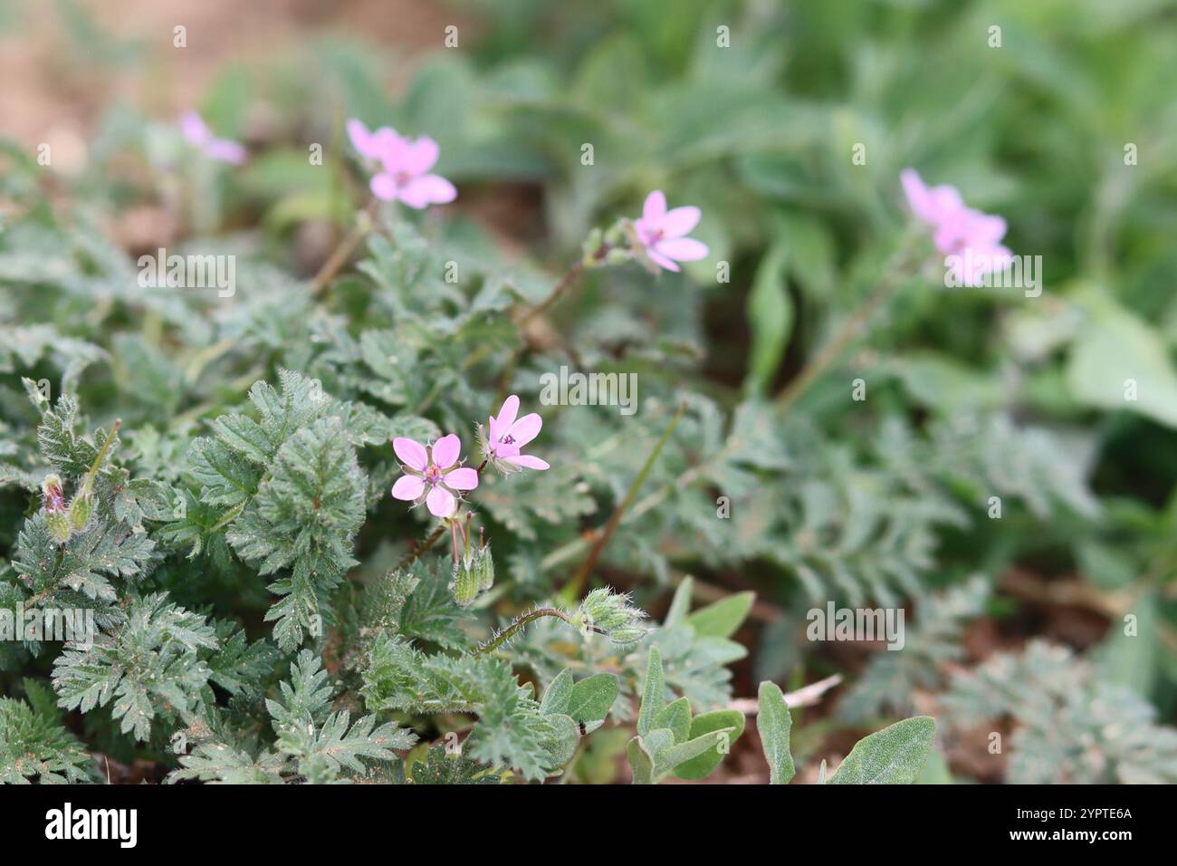 Redstem Stork's-bill (Erodium cicutarium Stock Photo - Alamy