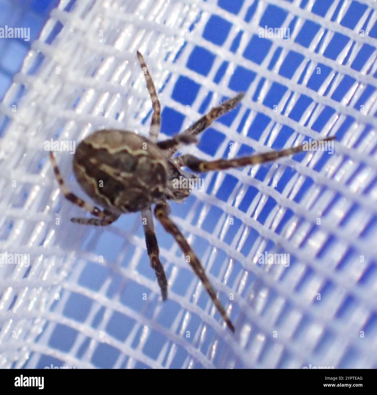 Grey Cross Spider (Larinioides sclopetarius Stock Photo - Alamy