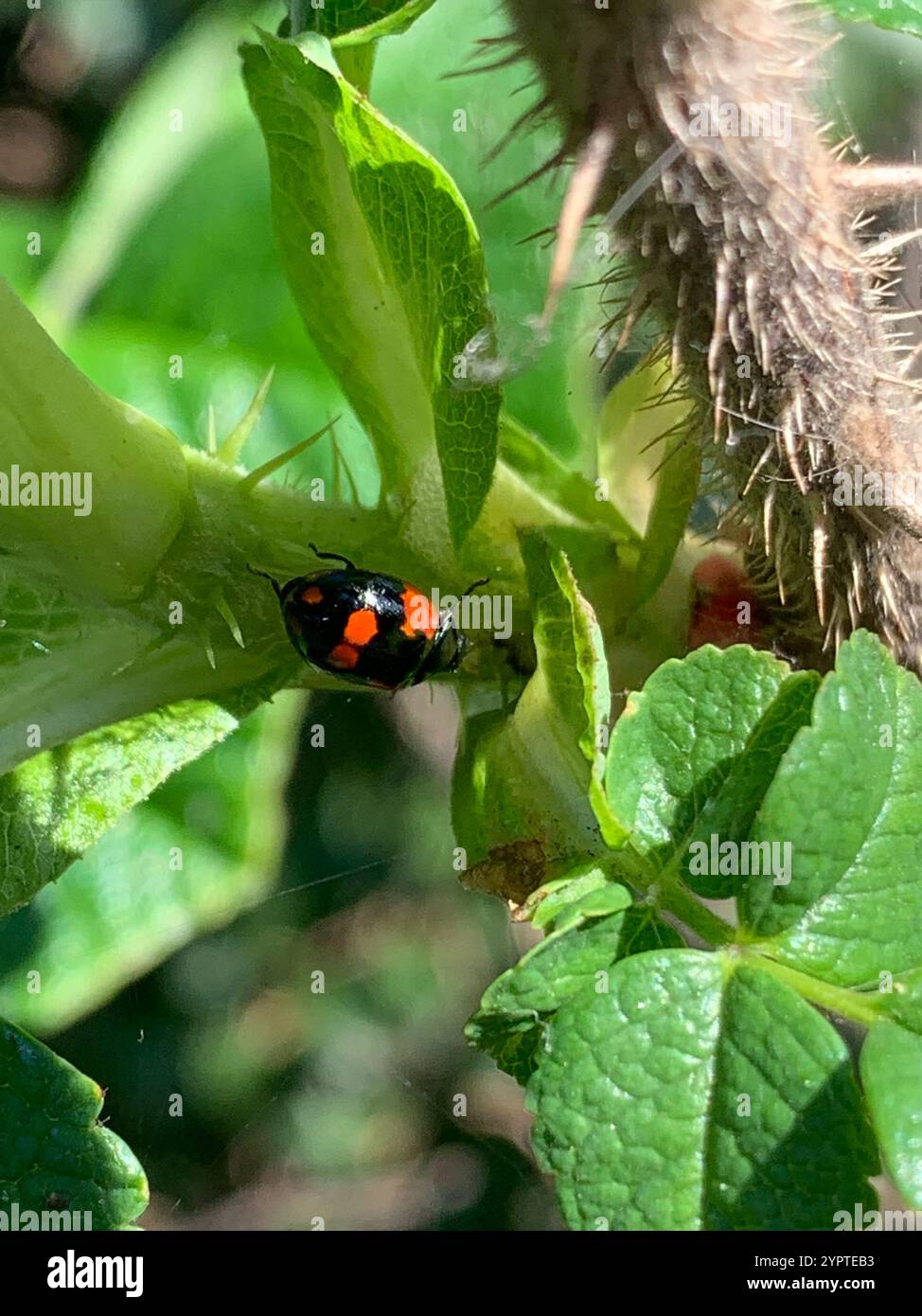 Two-spotted Lady Beetle (Adalia bipunctata Stock Photo - Alamy