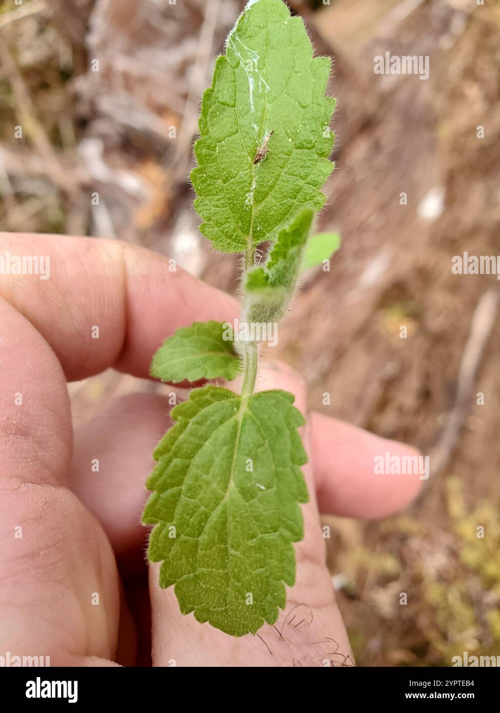 Coastal Hedge-nettle (Stachys chamissonis Stock Photo - Alamy