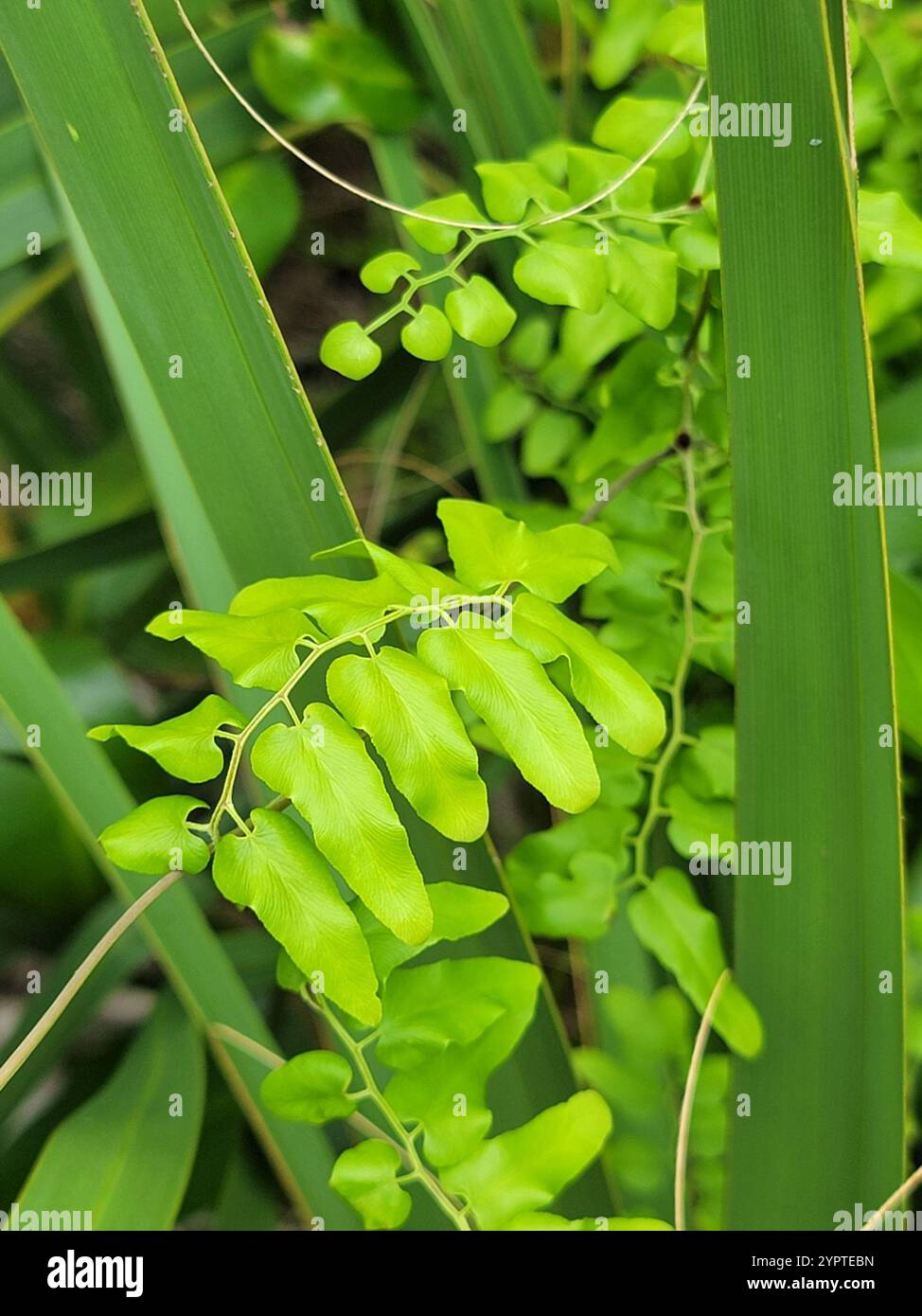 Climbing Maidenhair (Lygodium microphyllum Stock Photo - Alamy