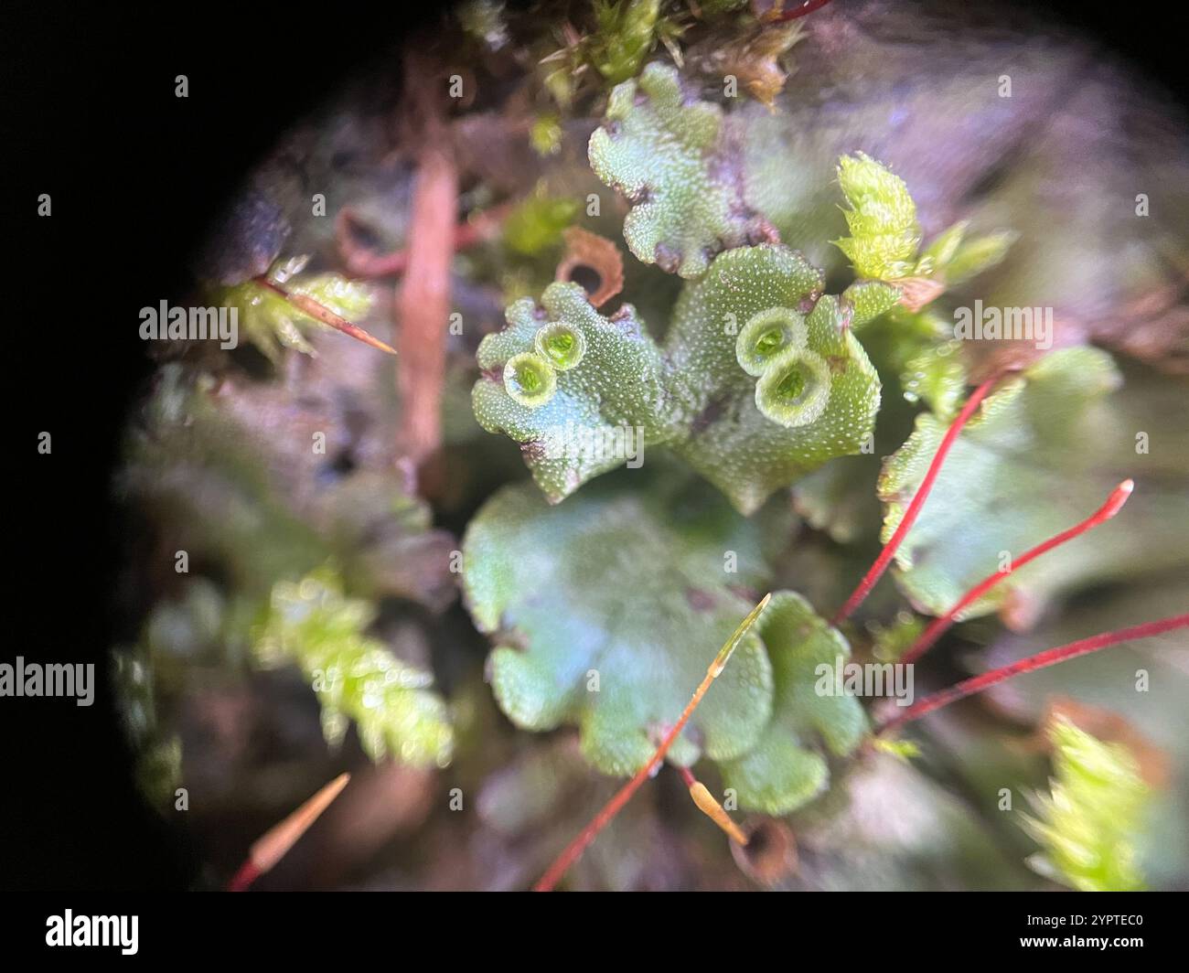 Common Liverwort (Marchantia polymorpha Stock Photo - Alamy
