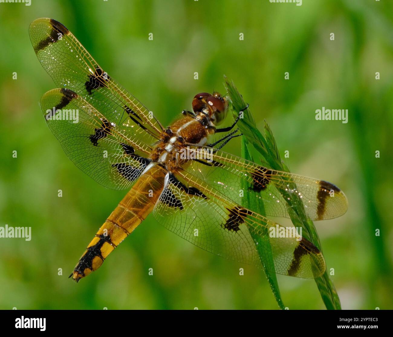 Painted Skimmer (Libellula semifasciata Stock Photo - Alamy