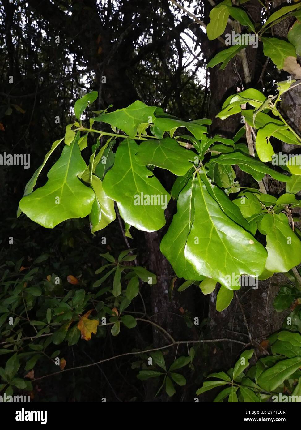 water oak (Quercus nigra Stock Photo - Alamy