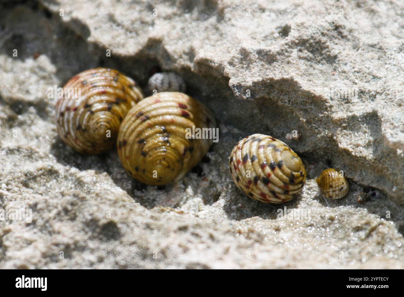Bleeding Tooth Nerite (Nerita peloronta Stock Photo - Alamy