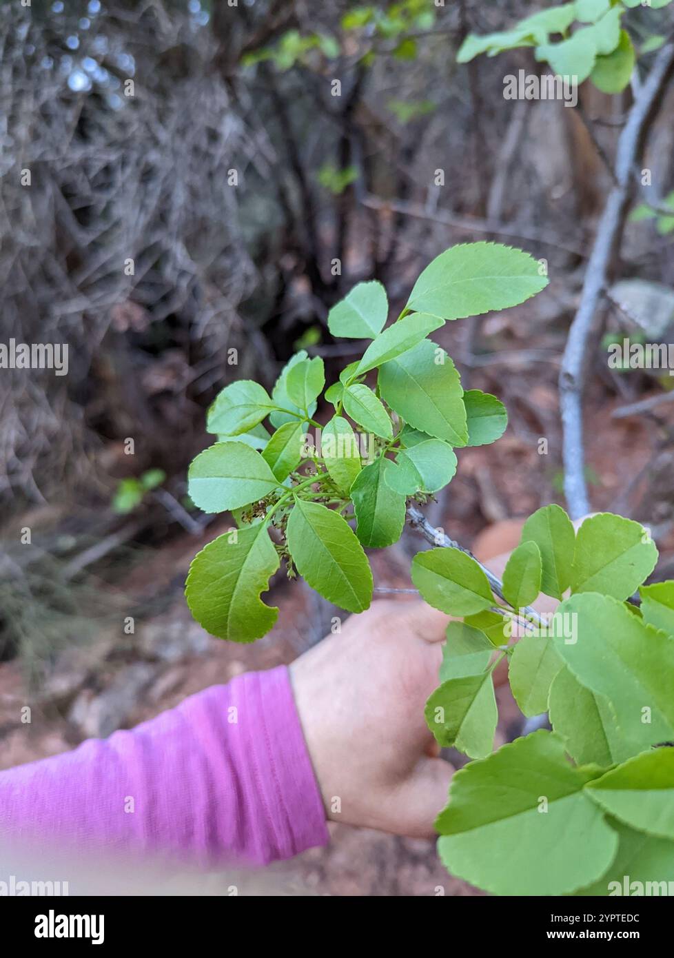 single-leaf ash (Fraxinus anomala Stock Photo - Alamy