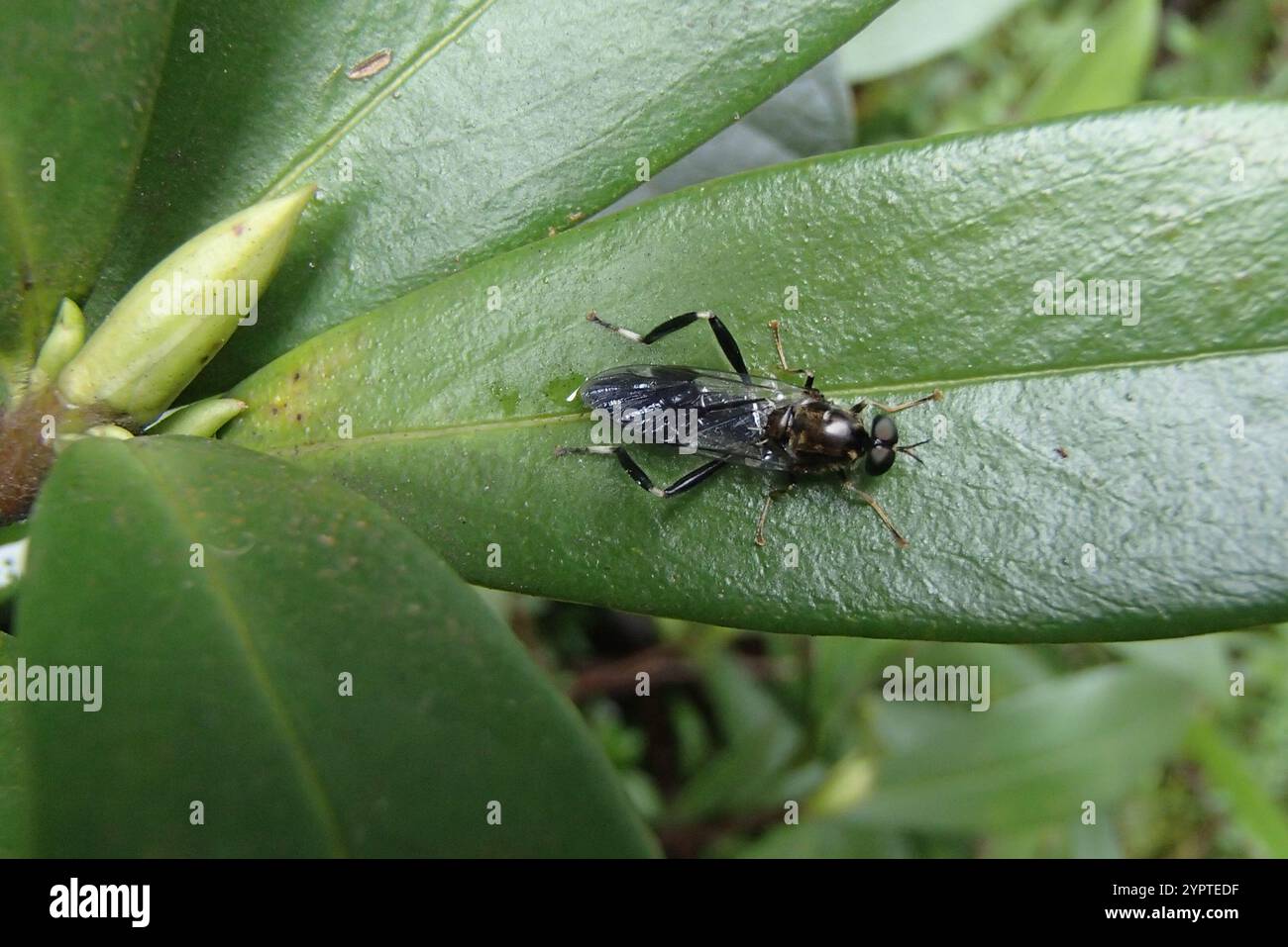 Garden soldier fly (Exaireta spinigera Stock Photo - Alamy