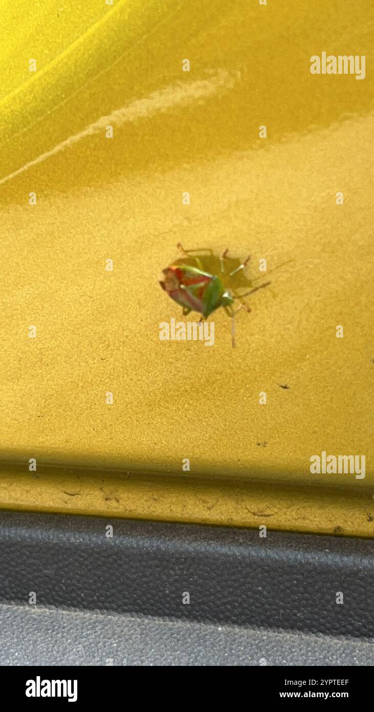 Birch Shield Bug (Elasmostethus interstinctus Stock Photo - Alamy