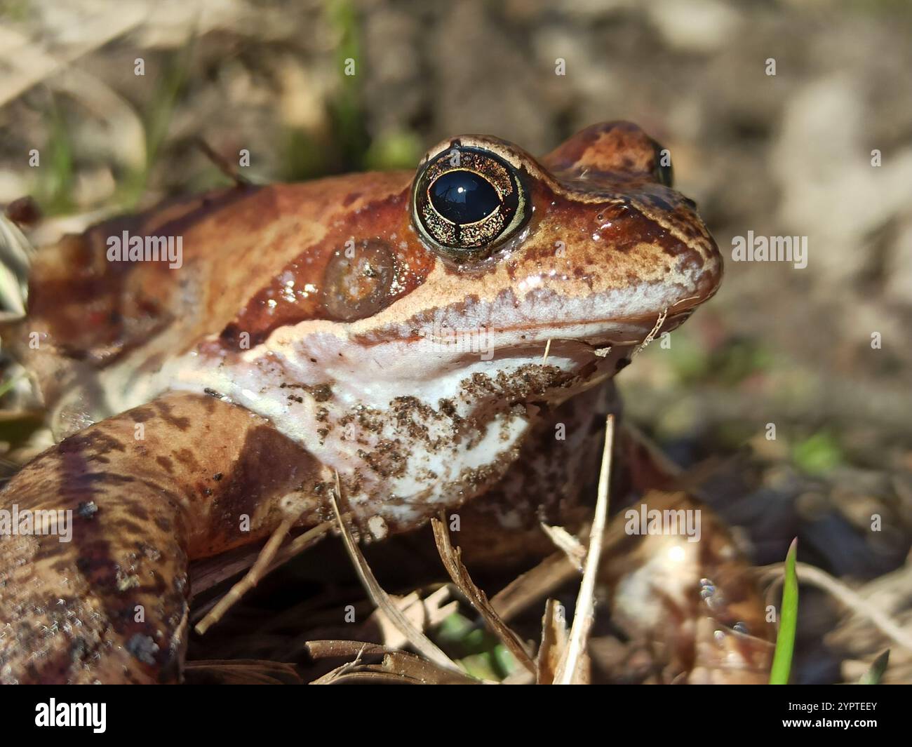 European Common Frog (Rana temporaria Stock Photo - Alamy