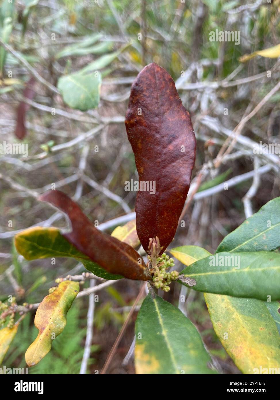 southern bayberry (Morella caroliniensis Stock Photo - Alamy
