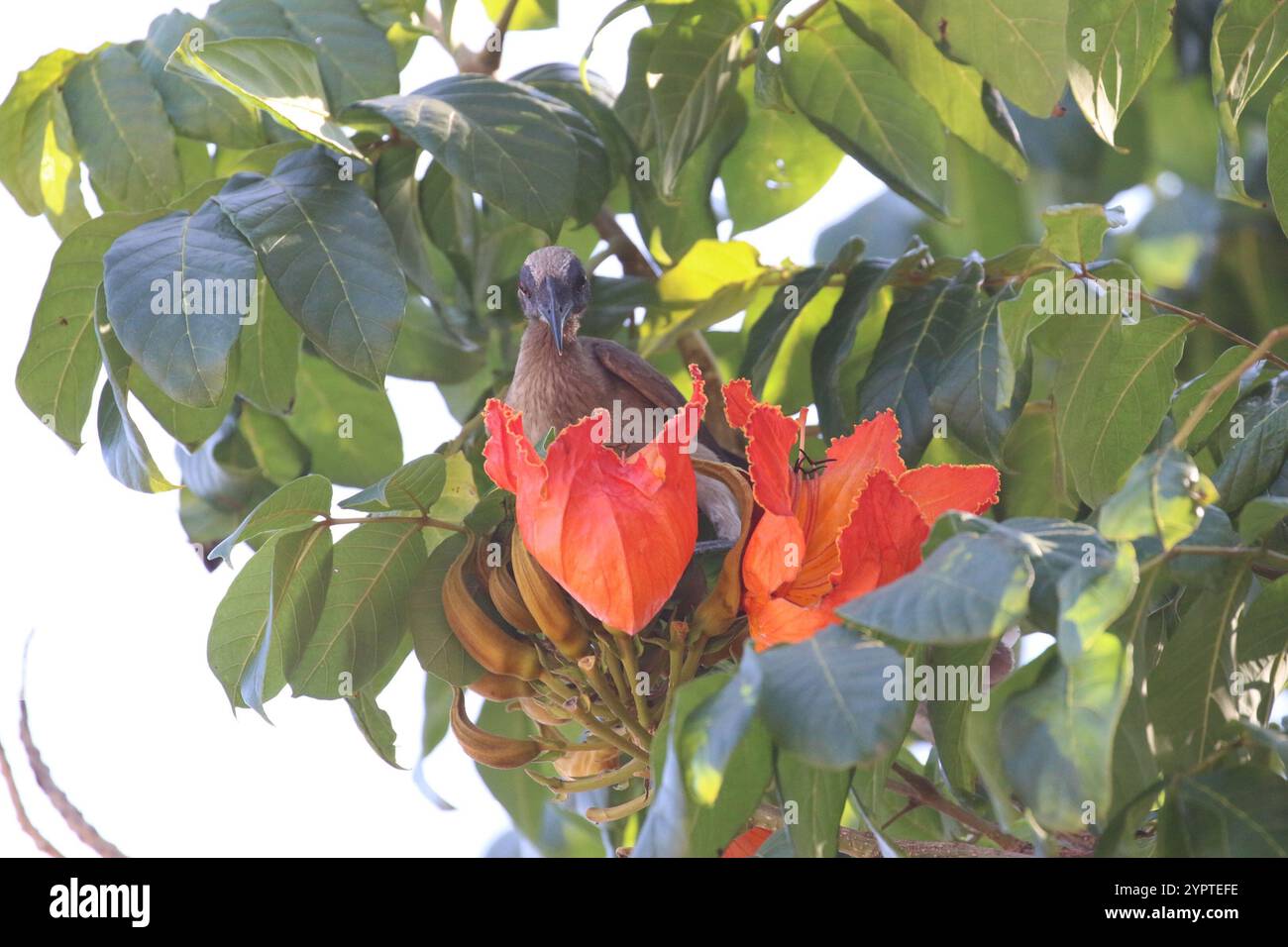 African tulip tree (Spathodea campanulata Stock Photo - Alamy