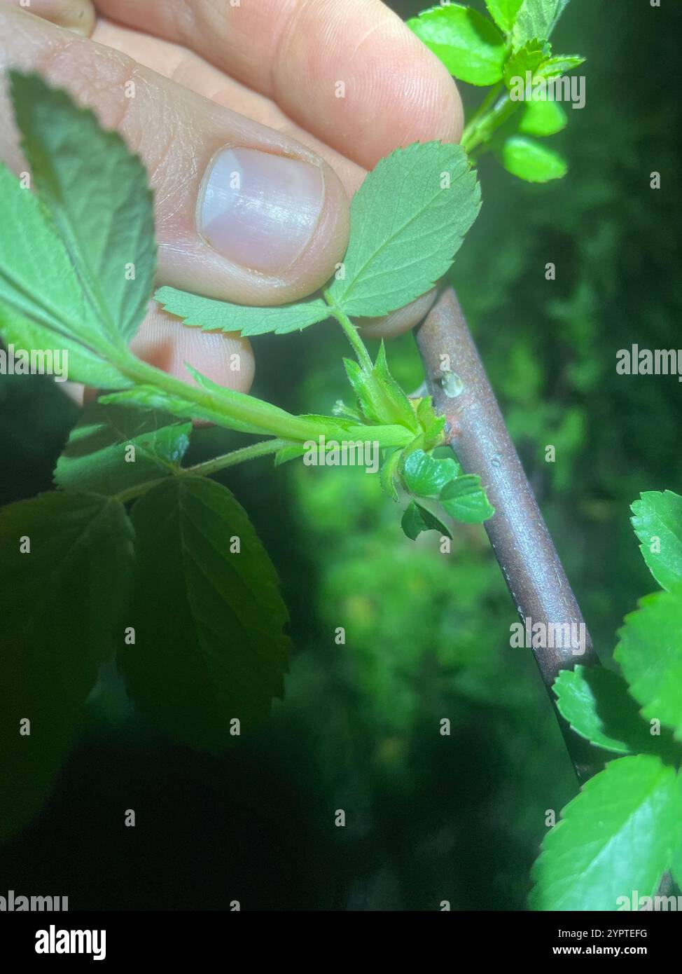 climbing prairie rose (Rosa setigera Stock Photo - Alamy