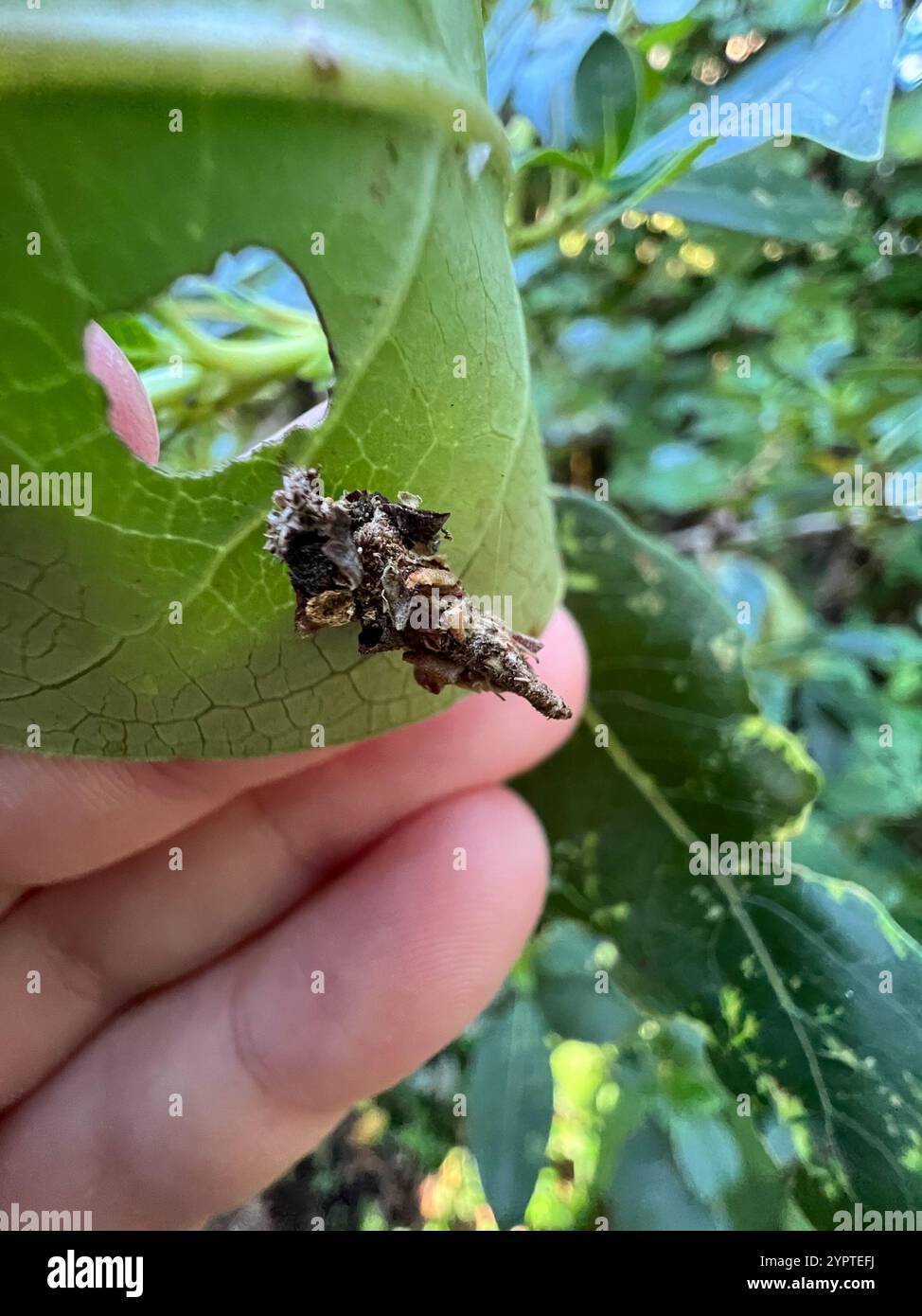Bagworm Moths (Psychidae Stock Photo - Alamy