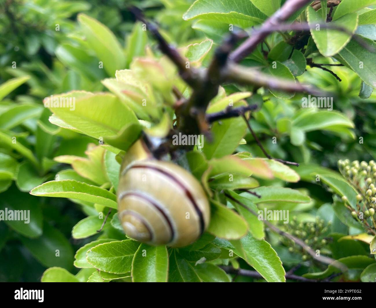 Brown-lipped Snail (Cepaea nemoralis Stock Photo - Alamy