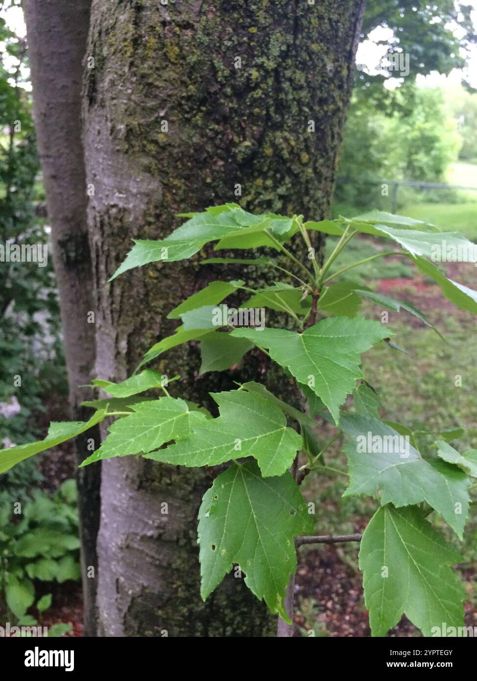 red maple (Acer rubrum Stock Photo - Alamy