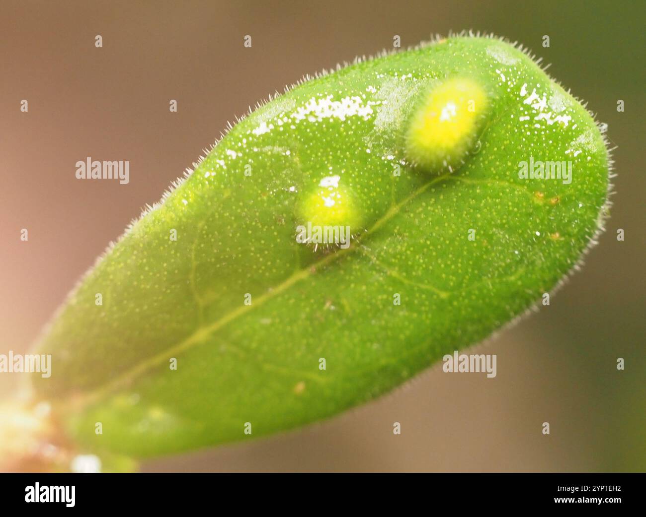 Gall and Rust Mites (Eriophyidae Stock Photo - Alamy