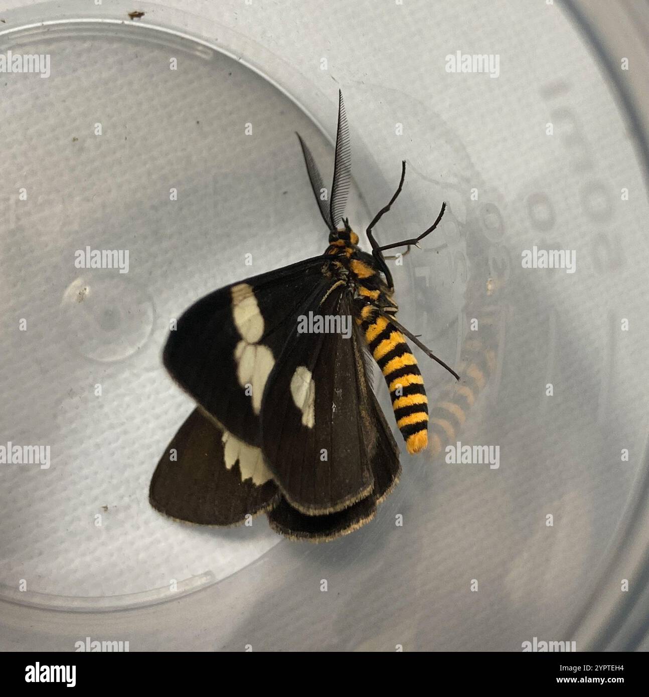 Australian magpie moth hi-res stock photography and images - Alamy