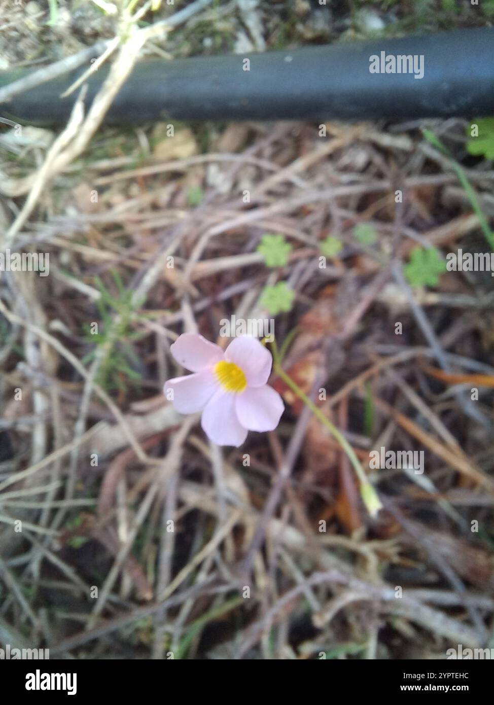 Goat's-foot (Oxalis caprina Stock Photo - Alamy