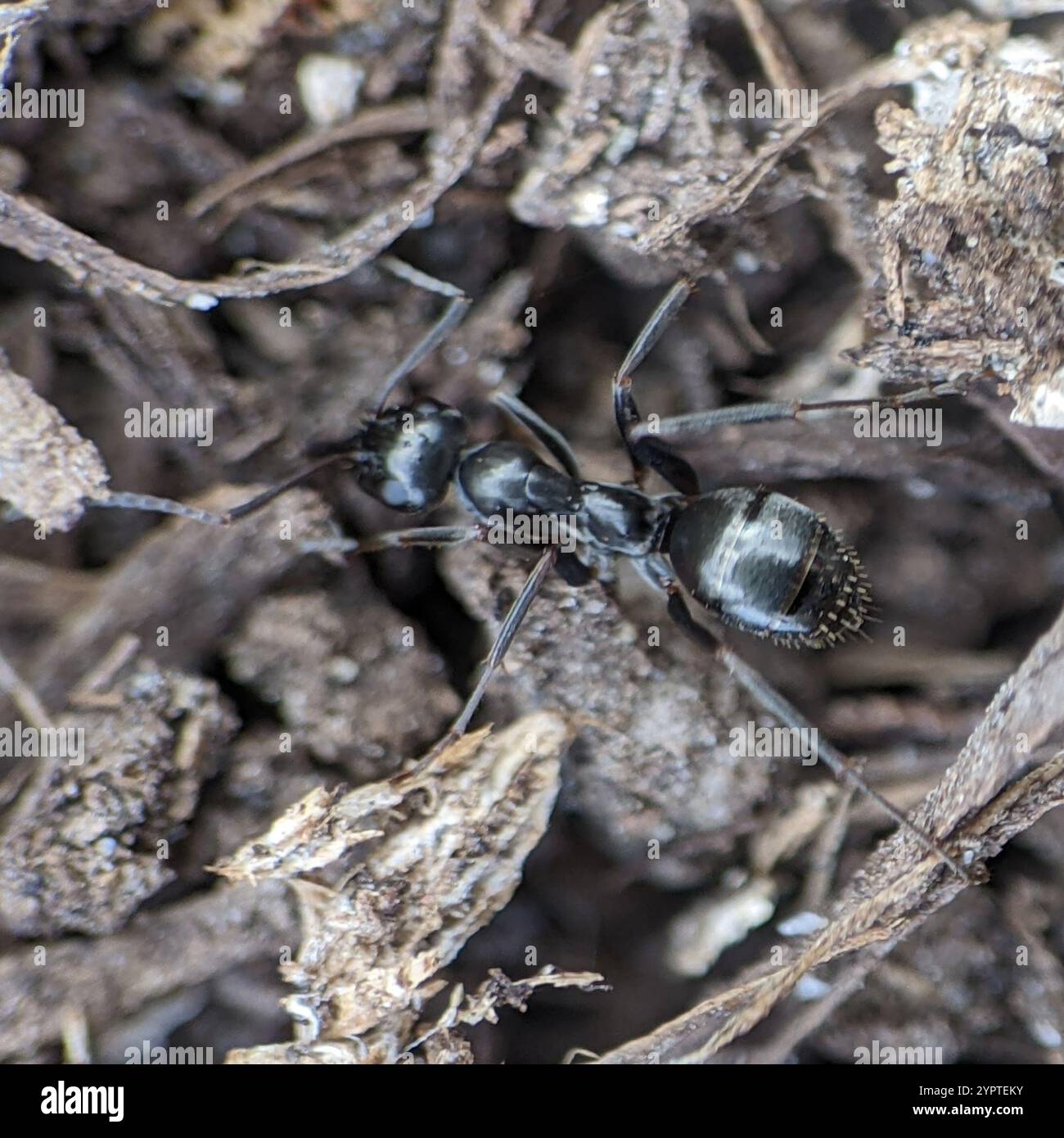 fusca-group Field Ants and Allies (Formica fusca Stock Photo - Alamy