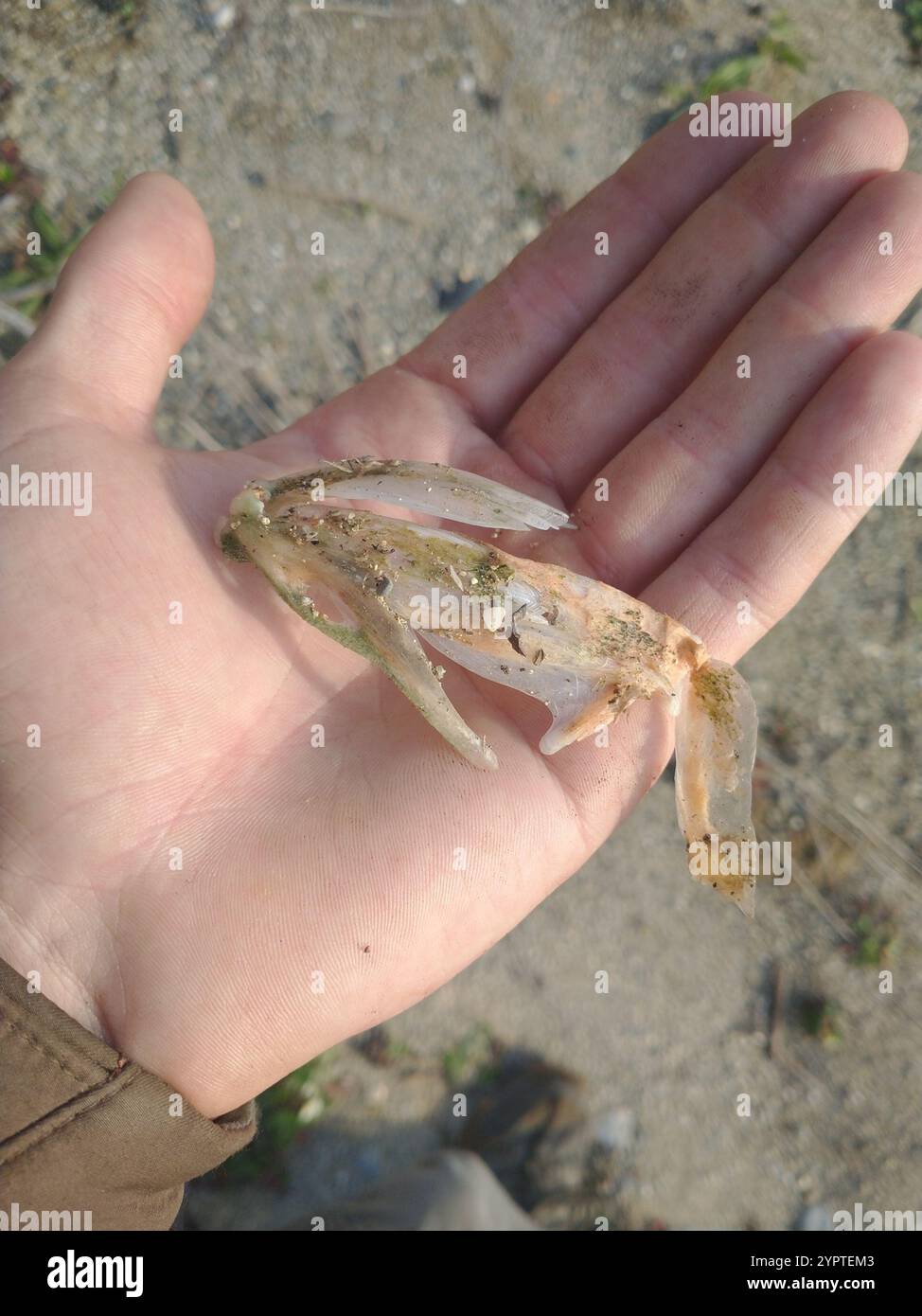 Ray-finned Fishes (Actinopterygii Stock Photo - Alamy