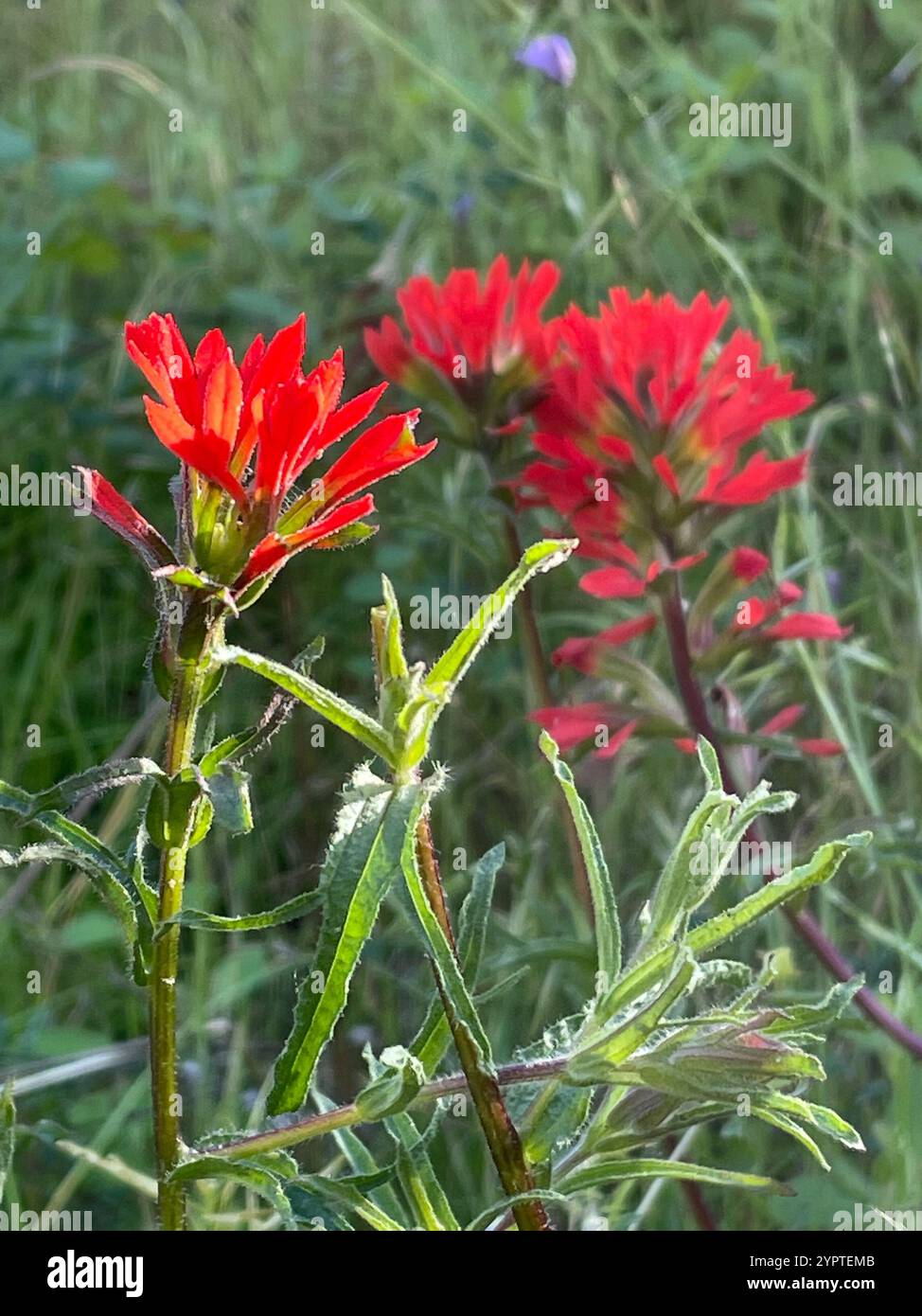 Coast Paintbrush (Castilleja affinis affinis Stock Photo - Alamy