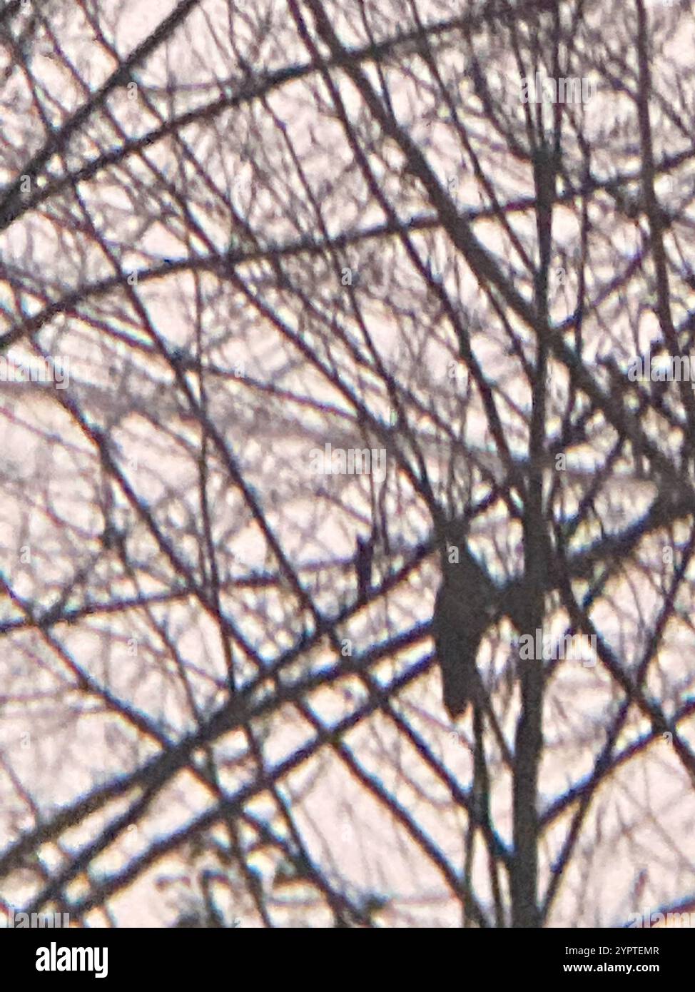 Large Hawk-Cuckoo (Hierococcyx sparverioides Stock Photo - Alamy