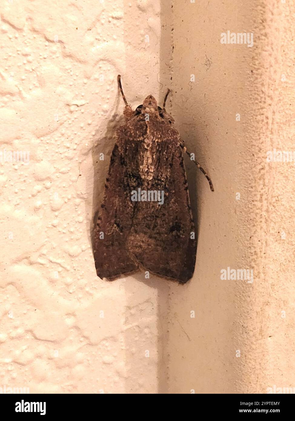 Variegated Cutworm Moth (Peridroma saucia Stock Photo - Alamy