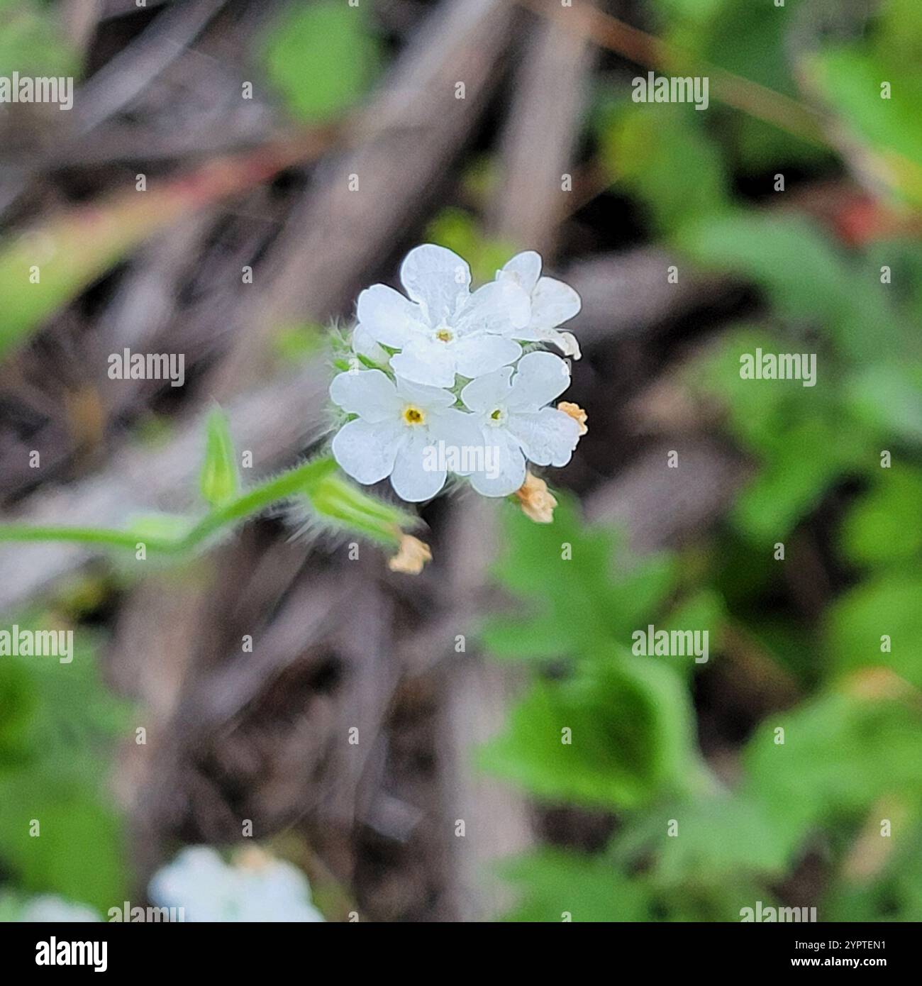 Clearwater cryptantha (Cryptantha intermedia Stock Photo - Alamy