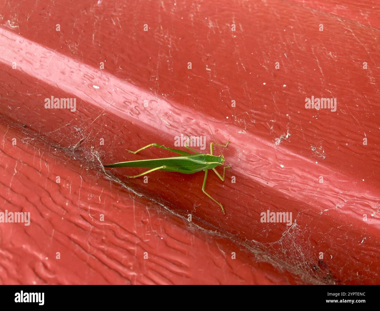 Australian Common Garden Katydid (Caedicia simplex Stock Photo - Alamy