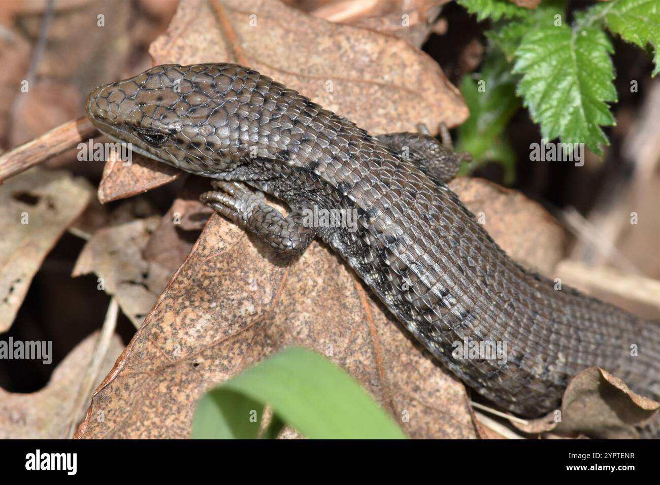 Northern Alligator Lizard (Elgaria coerulea Stock Photo - Alamy