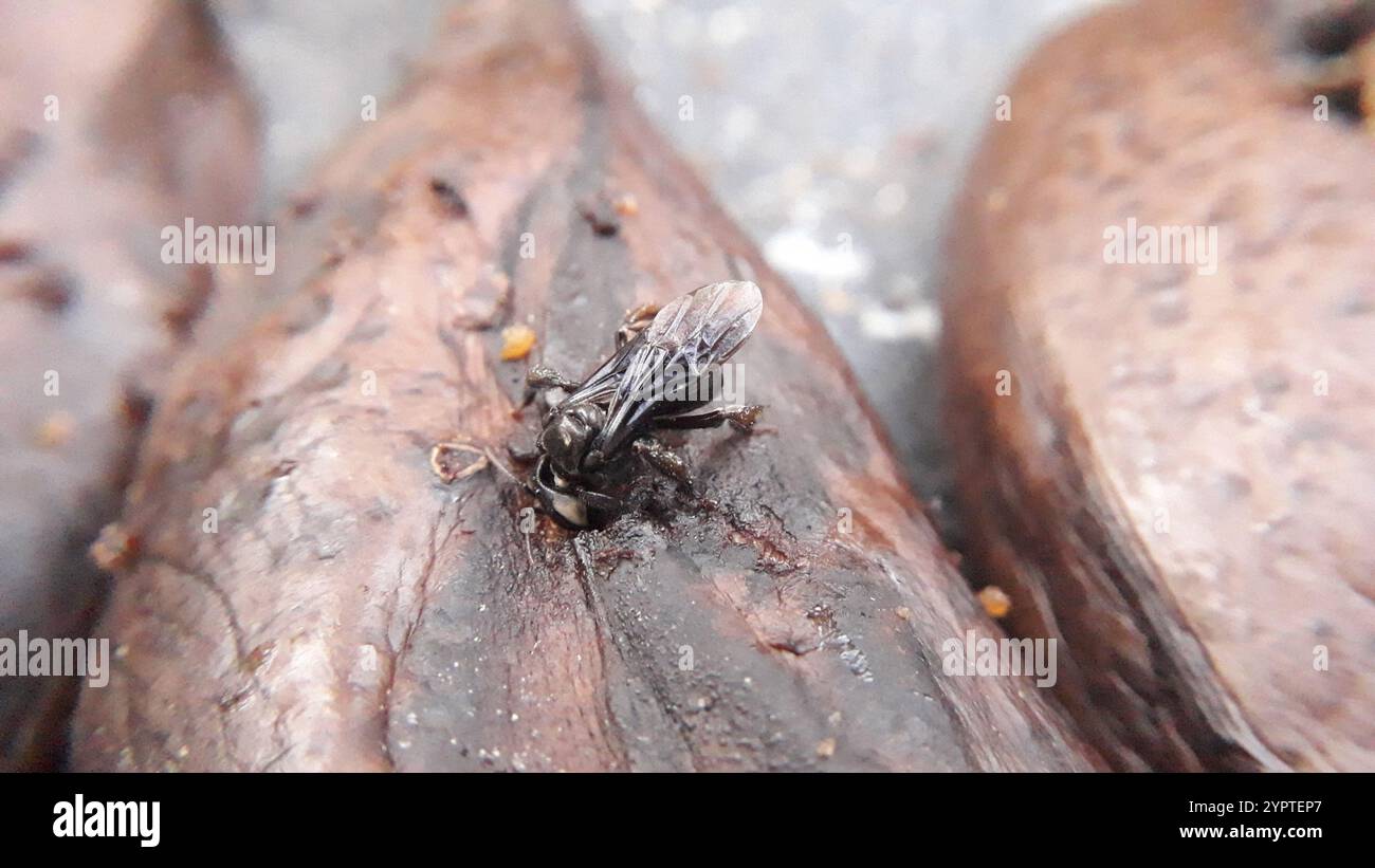Stingless Bees (Meliponini Stock Photo - Alamy