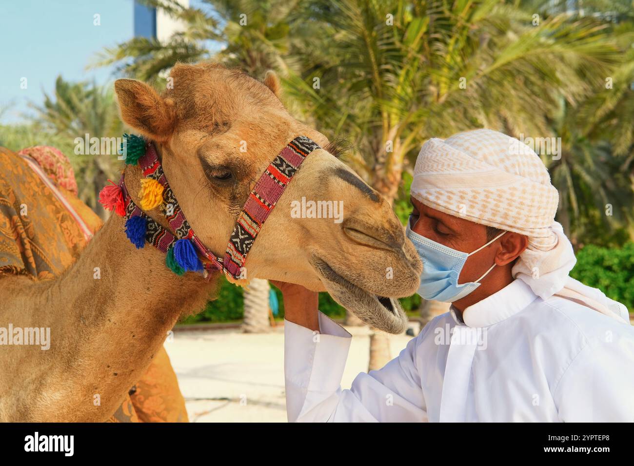 Sensitive scene of kind relationship between dromedary camel in need of ...