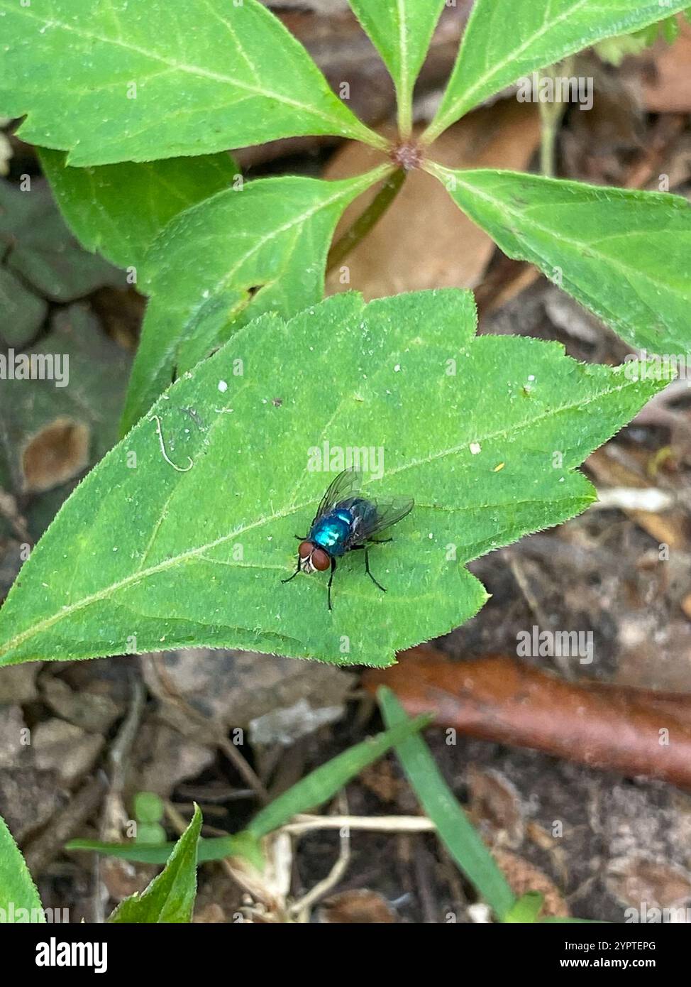 Blow Flies (Calliphoridae Stock Photo - Alamy